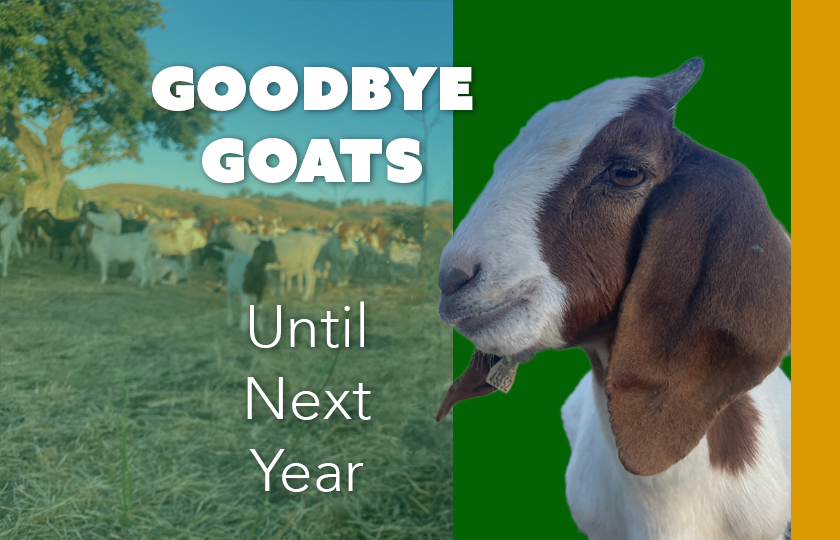 Goats Successfully Complete Fire Prevention Work - Hidden Hills
